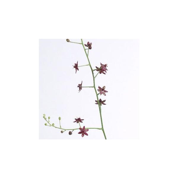 シュロソウ　山野草　山地の草原や林下に生える赤黒紫花を穂状に咲かせる。茶花。