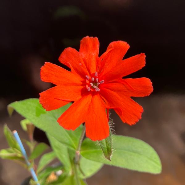 松本センノウ マツモトセンノウ センノウ 茶花 初夏の花 山野草鮮やかな朱色の花を咲かせるナデシコ科の耐寒性多年草江戸時代から日本の古典園芸植物・山野草として親しまれている涼しげな木 庭木 庭植木 庭植え 和風 夏の花 多年草 茶花 生け花...