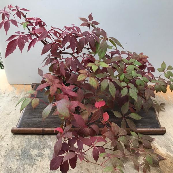 天神ヅタ 天神ツタ 鉢植え 盆栽 現品 一点もの色づいた葉が美しい　天神ヅタの鉢植えです幅約５０センチ　高さ約３３センチ写真の商品　現品限り　１点ものです写真は２０２５年９月下旬の様子です時間の経過により　葉の状態は変化します