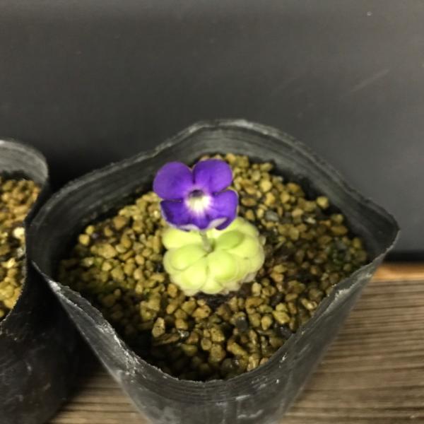 ムシトリスミレ シクロセクタ サイクロセクタ 食虫植物 マジカルプランツスミレに似た花を咲かせる食虫植物濃い紫の花を咲かせる葉で虫を捕まえる植物です7.5ｃｍポット1つのお届けです