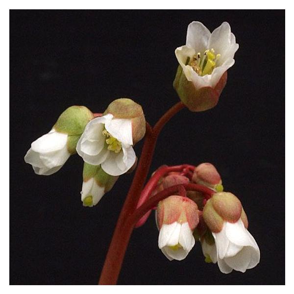 白花ヒマラヤユキノシタ 山野草 強健で育てやすい白花ヒマラヤユキノシタ　山野草　ヒマラヤユキノシタの白花