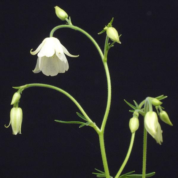 オダマキ 花苗 苧環 白花フウリンオダマキ青軸で美しい品種・白花を多数枝状にさかせる水はけの良い用土で良く日に当てて育てて下さい。過湿になるとあまり良くないです。花後すぐに新しい用土に植え替えたら、翌年も花付きが良いです。種をつけるとその株...