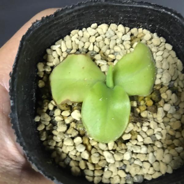 白花アシナガムシトリスミレ 食虫植物 マジカルプランツ　スミレに似た花を咲かせる食虫植物白い花を咲かせる葉で虫を捕まえる植物です7.5cmポット1つのお届けです