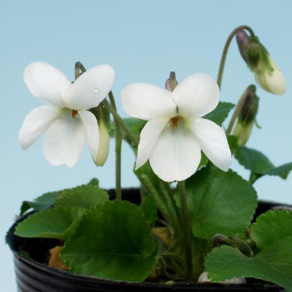 白花ニオイスミレ　山野草