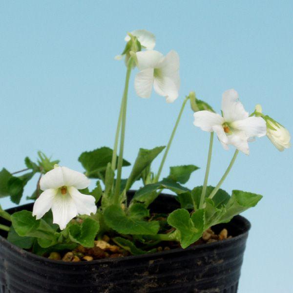 白花オオタチツボスミレ 白花大立坪菫 山野草　スミレ科　スミレ属の多年草花時期は　近畿で3〜4月頃草丈は開花時20ｃｍ前後