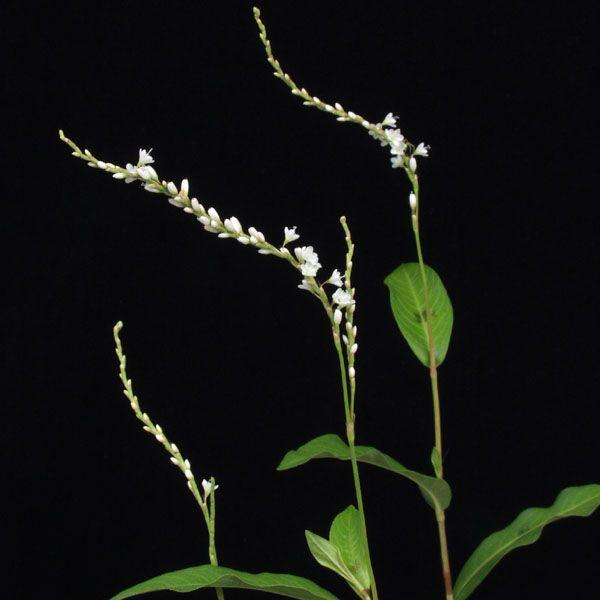 白花サクラタデ 山野草 秋の花 茶花 9cmポット苗