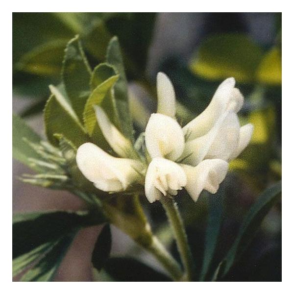 小型種。寄せ植えなどに良い