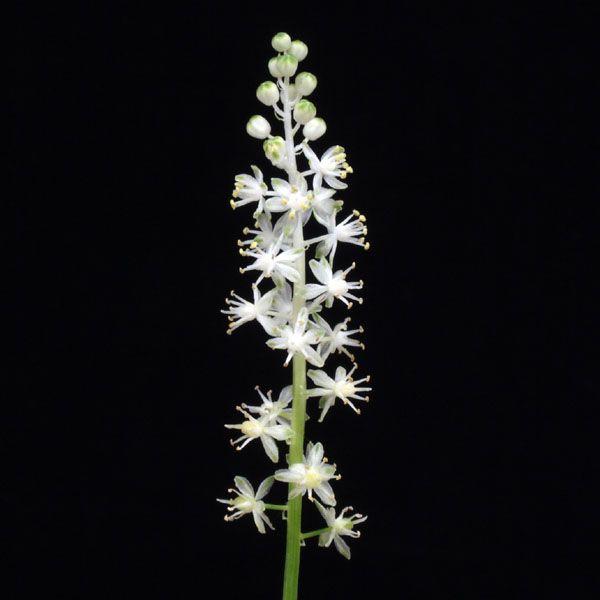 素心花は美しく人気がある・茶花