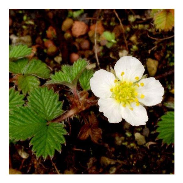 白花屋久島ヘビイチゴ 山野草珍しいヘビイチゴの白花