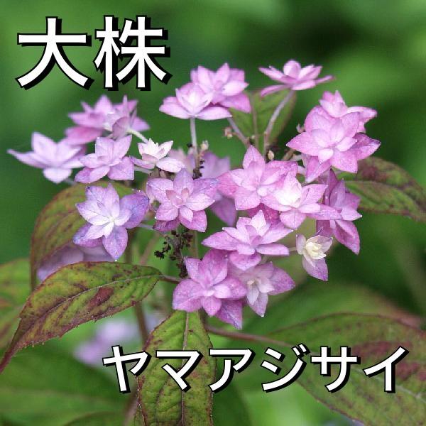 ヤマアジサイ 苗 七段花 シチダンカ 大株 山紫陽花 R7年　花芽1つ程度12cmポット苗　高さ40から60ｃｍ程度六甲産。装飾花が八重咲きのよう。青〜桃色花・茶花人気種　小型種で盆栽向き　茶花にも良く使われます。和の庭にも良く使われます例...