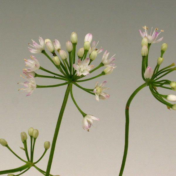 竹島岩ラッキョ・・・・・栽培容易　白花種。