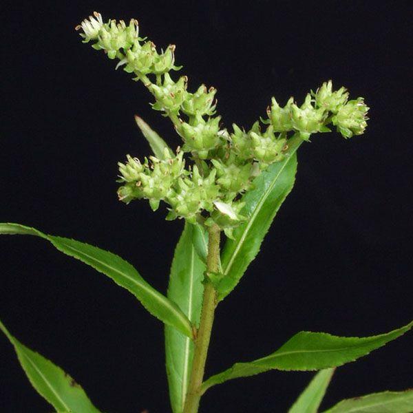 タコノアシ　山野草　紅葉がきれいな水草
