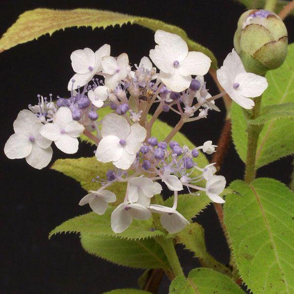 タマアジサイ 玉アジサイ 苗 茶花 和風 庭植え 多年草 山野草遅咲きの紫陽花の仲間でツボミが玉のようになる。茶花。最後の写真は7月25日の見本株の様子　蕾が確認出来ます12ｃｍポット苗　高さ　30から40cm程度