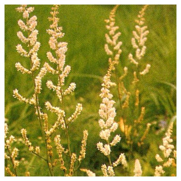 チダケサシ 茶花 山野草　山野の湿った草地に生える多年草・茶花