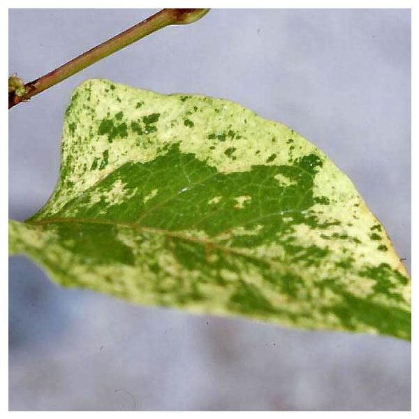 散斑イタドリ　山野草　黄散り斑