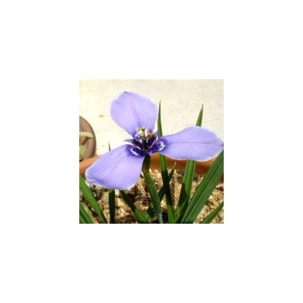 チリアヤメ　山野草　薄紫の小花を上向きに咲かせる。球根で増える