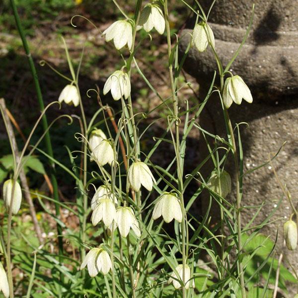 バイモ アミガサユリ 貝母 茶花9センチポット 多年草で茶花や漢方薬に用いられます。暖かくなるころにつぼみが出始め春に花が咲きます。梅雨頃から休眠期に入り 地上部がなくなります。地上部がない球根の状態で　冬を越します。10月〜3月頃は開花予...