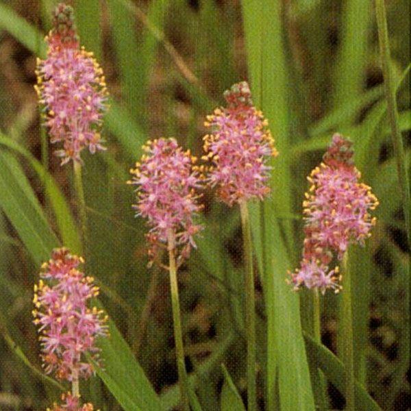 ツルボ 茶花 山野草原野に生える。秋に薄紫色の小花を穂状に咲かせる・茶花
