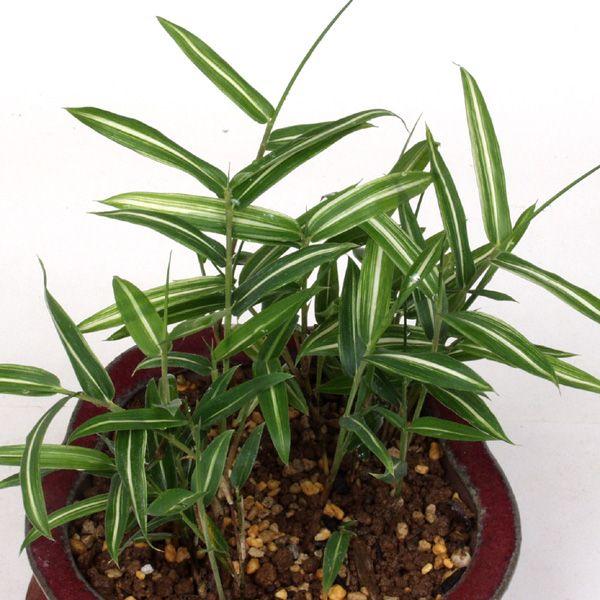 ウエダ笹　山野草小型白中斑