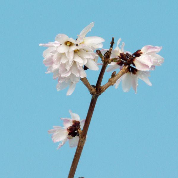 ウチワノキ 団扇の木 白花レンギョ 山野草 茶花１２月現在　蕾あり開花は3月頃　開花が終わると同時に葉が展開します寒くなると落葉して冬を越します高さ40ｃｍ前後の苗木