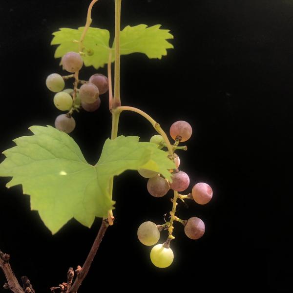 ヤマブドウ 山ぶどう 苗 山野草 実のなる木 ブドウ科ブドウ属のつる性落葉低木樹写真が8月上旬の様子です実がなっています高さ（長さ）約60cm