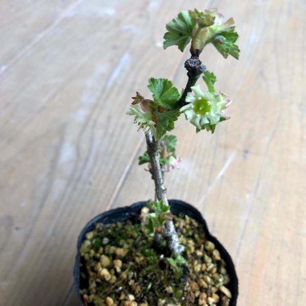 ヤシャビシャク 夜叉柄杓 山野草９cmポット　高さ　約20cmブナなどの落葉高木の老木に着生する花期は4〜5月頃　淡緑白色の　小さな花を咲かせ花後には　トゲのある丸い実を付ける。