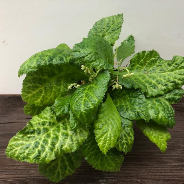 イワタバコ 現品 一点もの しっかりとした株 現品限りです高さ約20cm　幅約29cm写真は2025年6月9日現在の様子です