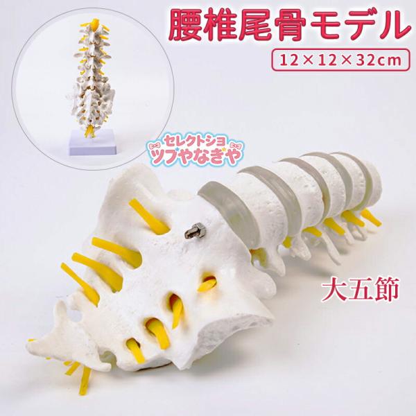 商品説明【背骨モデル】 高さ：約32cm、1:1の比率で成人人体の5つの腰椎セグメントを再現。【高品質PVC素材】 環境に優しいPVC素材を使用、耐久性があり、破損しにくく軽量で移動が簡単。【専用ベース付き】 プラスチック製の台座付きで、モ...