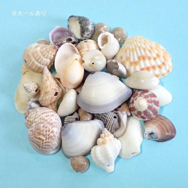 シェル（貝）ＤＥＣＯパーツ　シェルいろいろＭＩＸ　約５０個/１パック※青い丸紙は500円玉大です。