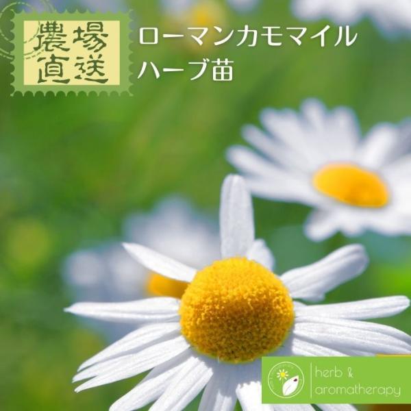 10種以上のお買いもので送料無料！（ハーブ苗・培養土のみ同梱可）