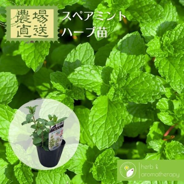 10種以上のお買いもので送料無料！（ハーブ苗・培養土のみ同梱可）