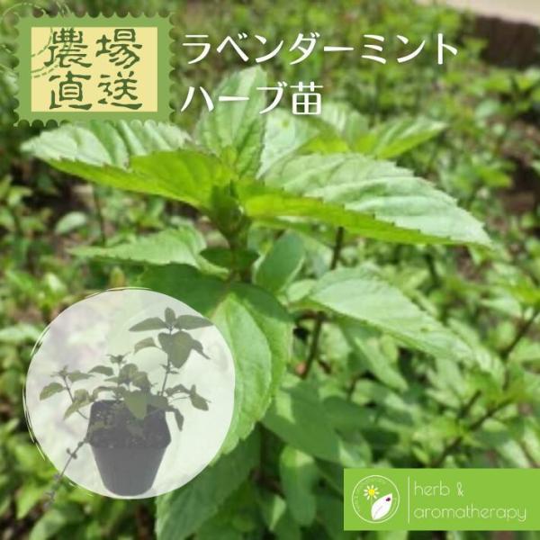 10種以上のお買いもので送料無料！（ハーブ苗・培養土のみ同梱可）
