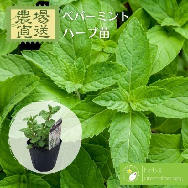 10種以上のお買いもので送料無料！（ハーブ苗・培養土のみ同梱可）