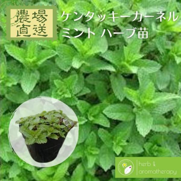 10種以上のお買いもので送料無料！（ハーブ苗・培養土のみ同梱可）