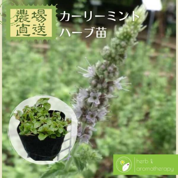 10種以上のお買いもので送料無料！（ハーブ苗・培養土のみ同梱可）