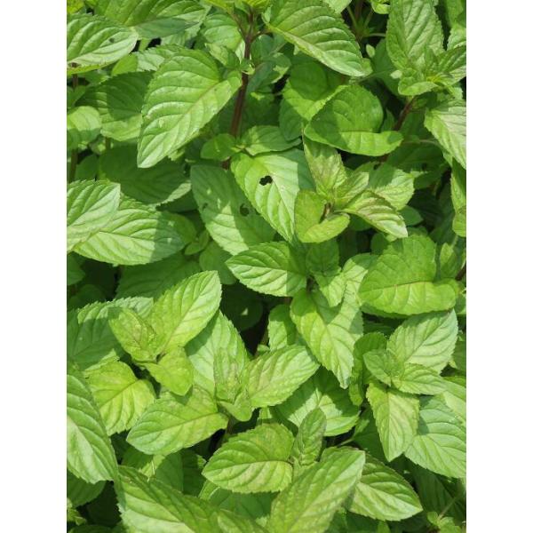 10種以上のお買いもので送料無料！（ハーブ苗・培養土のみ同梱可）