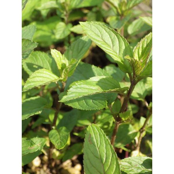 10種以上のお買いもので送料無料！（ハーブ苗・培養土のみ同梱可）