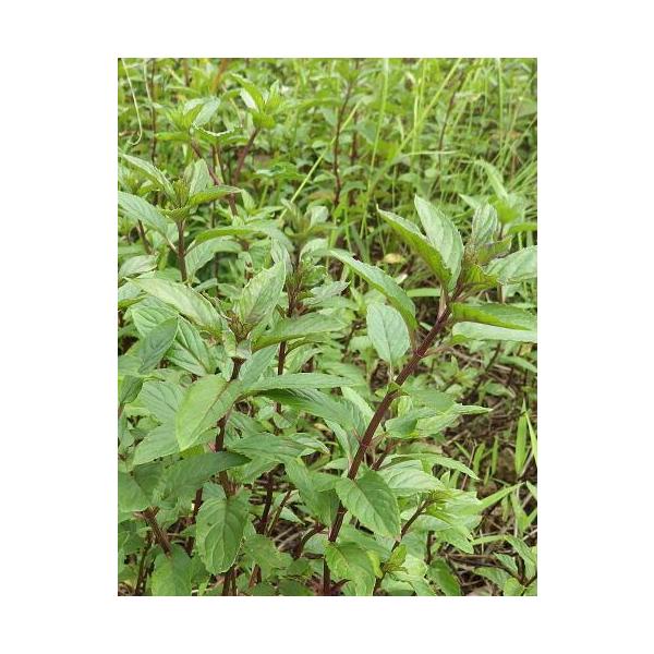 10種以上のお買いもので送料無料！（ハーブ苗・培養土のみ同梱可）