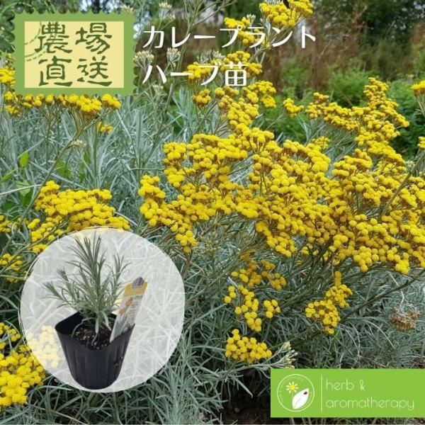 10種以上のお買いもので送料無料！（ハーブ苗・培養土のみ同梱可）