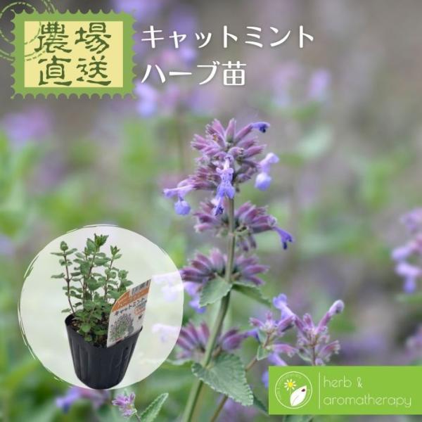 10種以上のお買いもので送料無料！（ハーブ苗・培養土のみ同梱可）