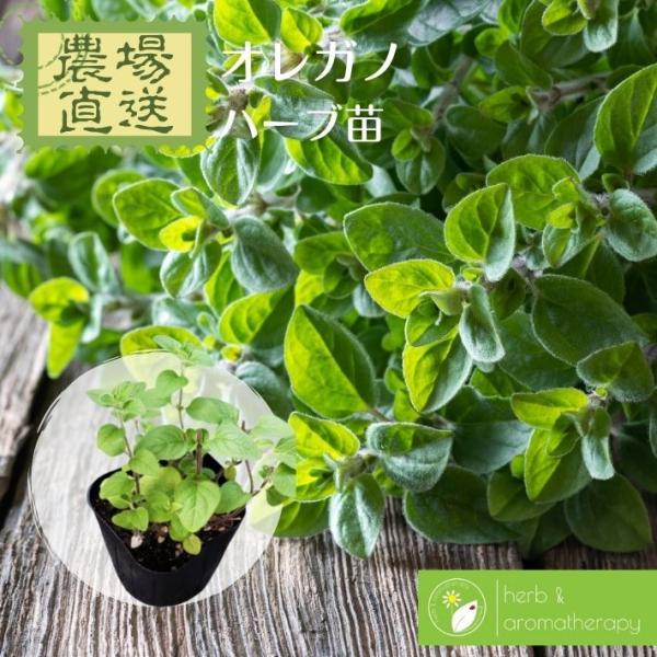 10種以上のお買いもので送料無料！（ハーブ苗・培養土のみ同梱可）