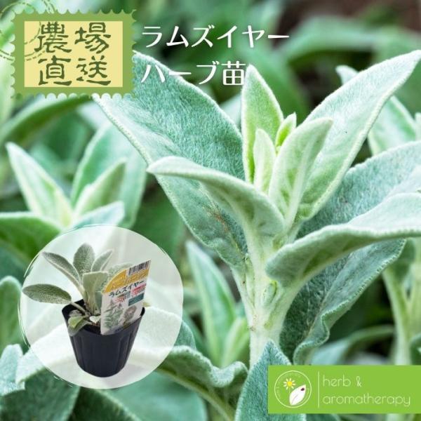 10種以上のお買いもので送料無料！（ハーブ苗・培養土のみ同梱可）