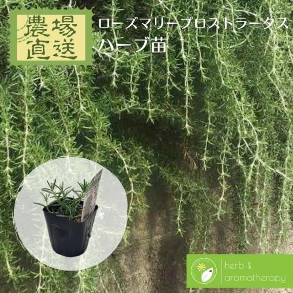 10種以上のお買いもので送料無料！（ハーブ苗・培養土のみ同梱可）