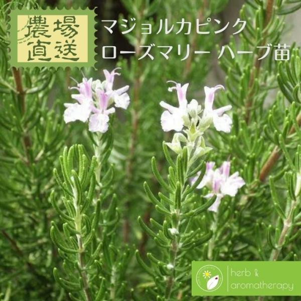 10種以上のお買いもので送料無料！（ハーブ苗・培養土のみ同梱可）