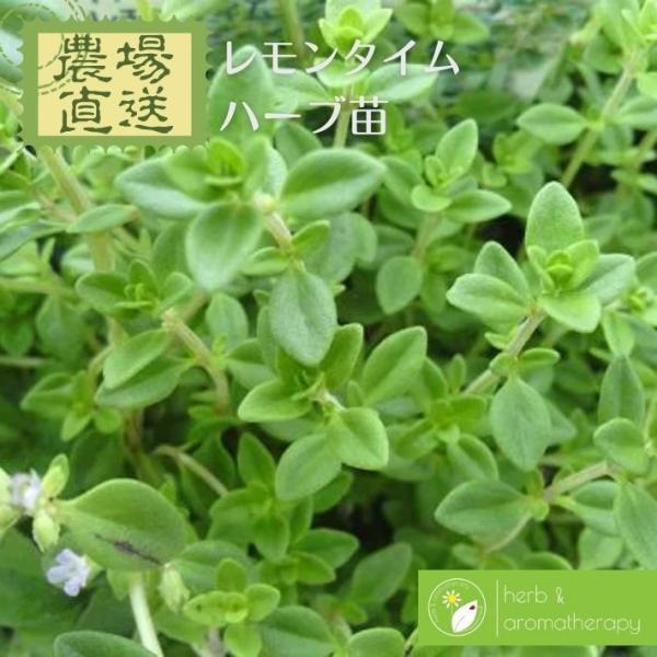 10種以上のお買いもので送料無料！（ハーブ苗・培養土のみ同梱可）