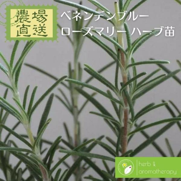 10種以上のお買いもので送料無料！（ハーブ苗・培養土のみ同梱可）