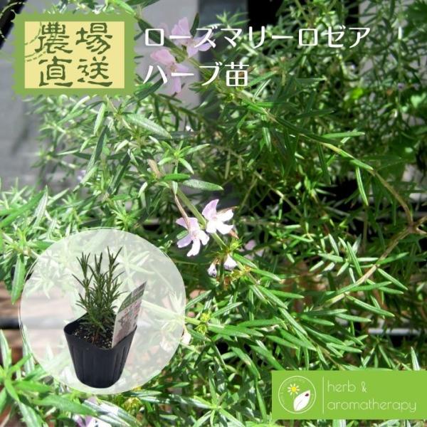 10種以上のお買いもので送料無料！（ハーブ苗・培養土のみ同梱可）