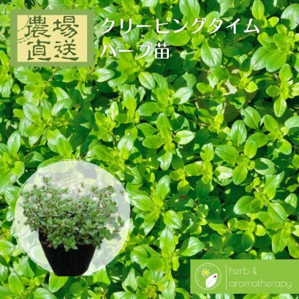 10種以上のお買いもので送料無料！（ハーブ苗・培養土のみ同梱可）