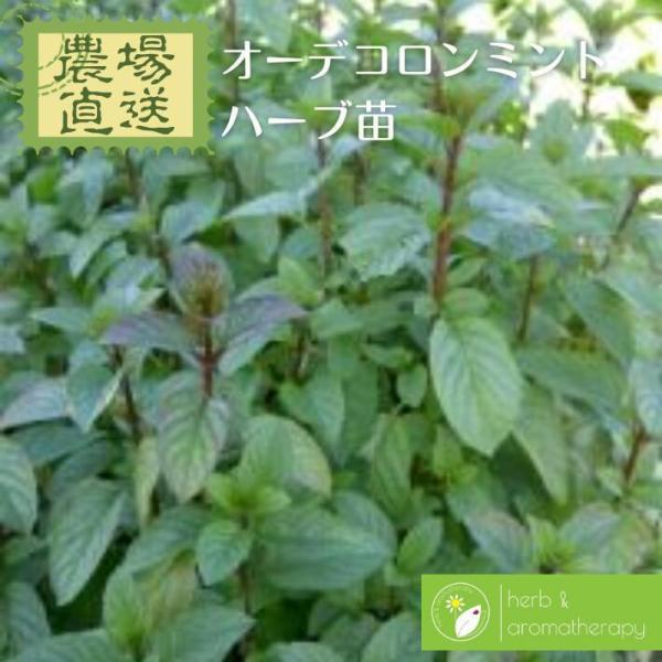 10種以上のお買いもので送料無料！（ハーブ苗・培養土のみ同梱可）
