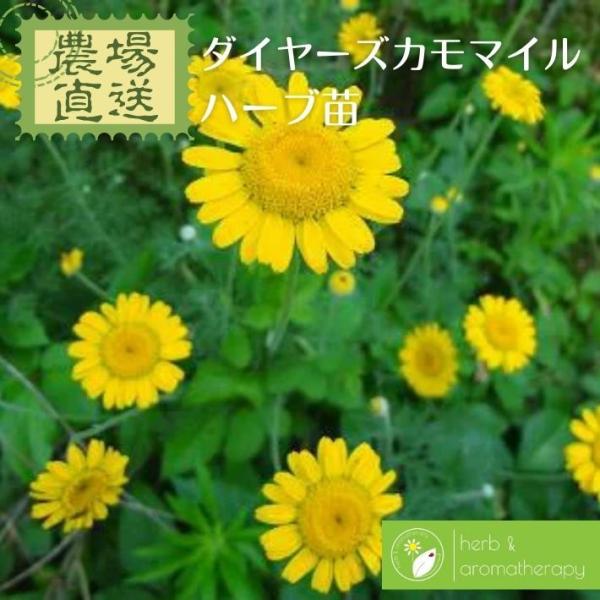 10種以上のお買いもので送料無料！（ハーブ苗・培養土のみ同梱可）